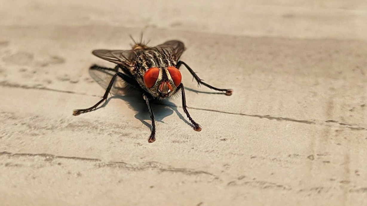 O que diminui moscas em casa? Veja medidas eficazes para controlar e ...